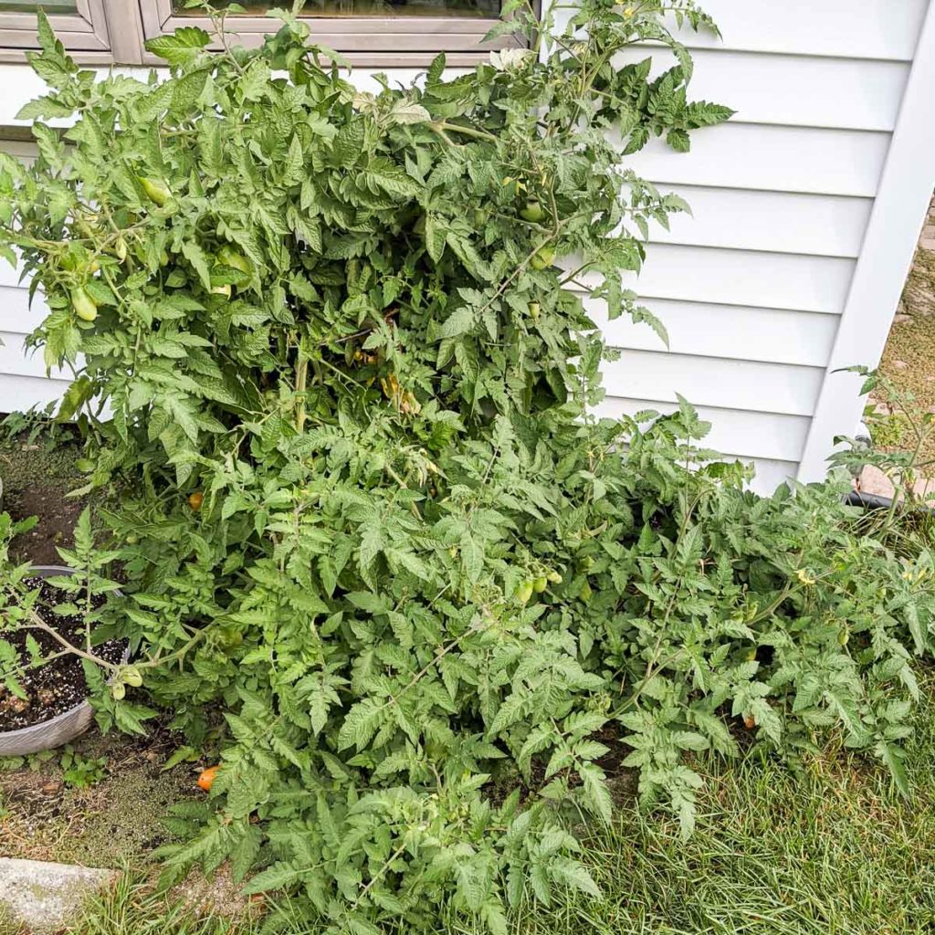 The Great Tomato Growing Project, 2021 - ClearPath Connections